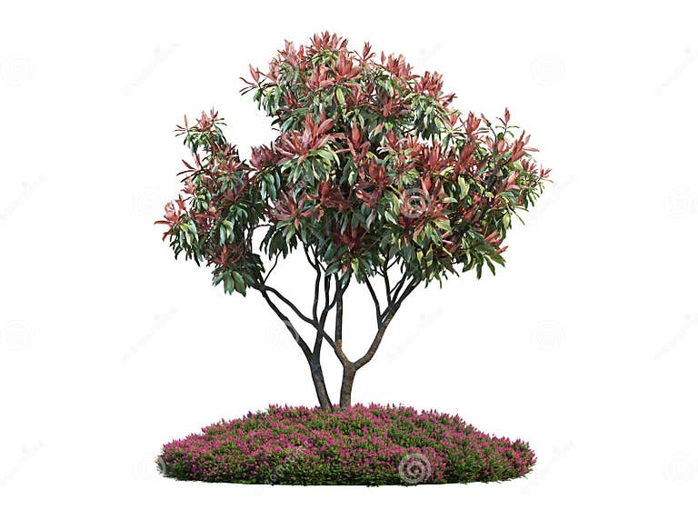 The Tree Has Flowers on a White Background. Stock Illustration ...