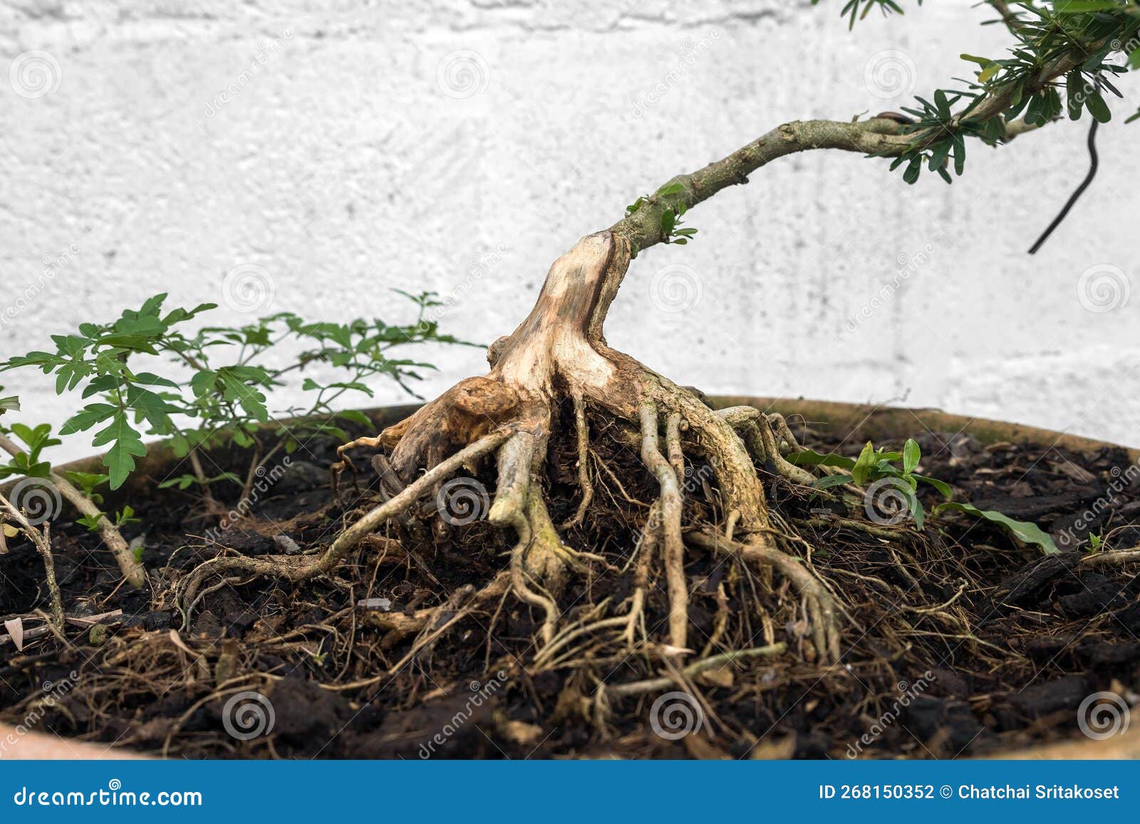 The Tree Has Half Dead Roots but is Still Alive Stock Photo - Image of ...