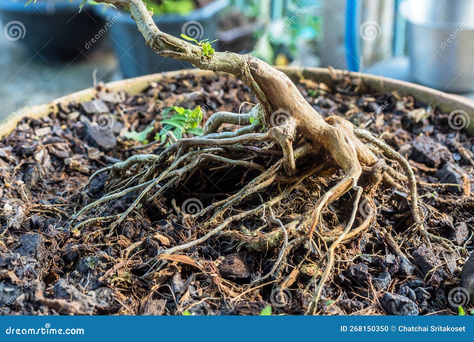 The Tree Has Half Dead Roots but is Still Alive Stock Photo - Image of ...