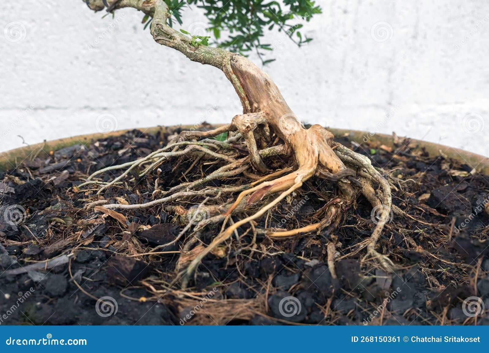The Tree Has Half Dead Roots but is Still Alive Stock Image - Image of ...