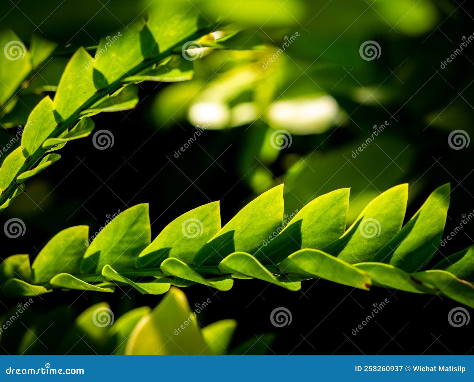 Tree Has Leaves Arranging Like Scales Stock Image - Image of light ...