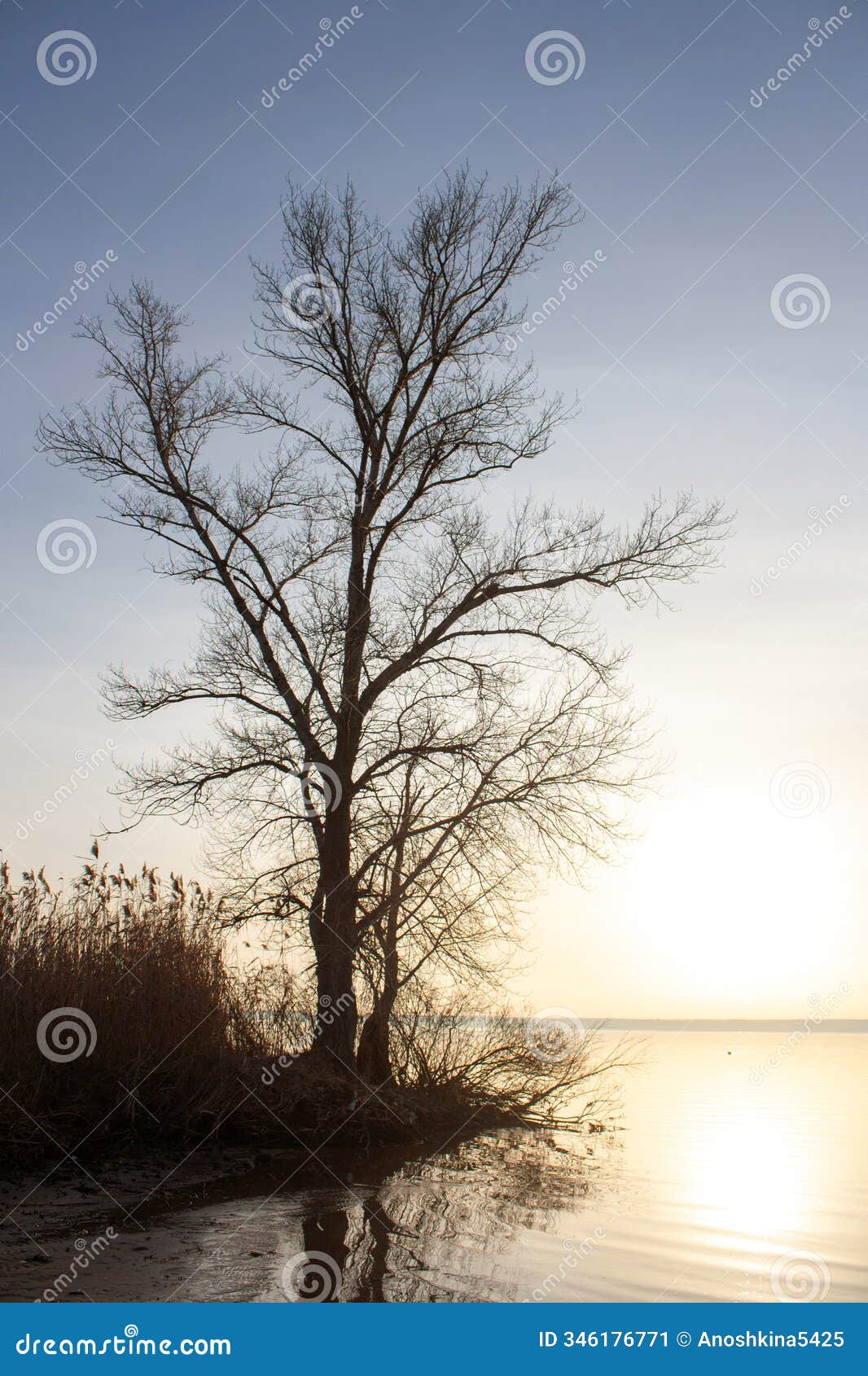 A Tree that Has Lost Its Branches in the Water Stock Image - Image of ...
