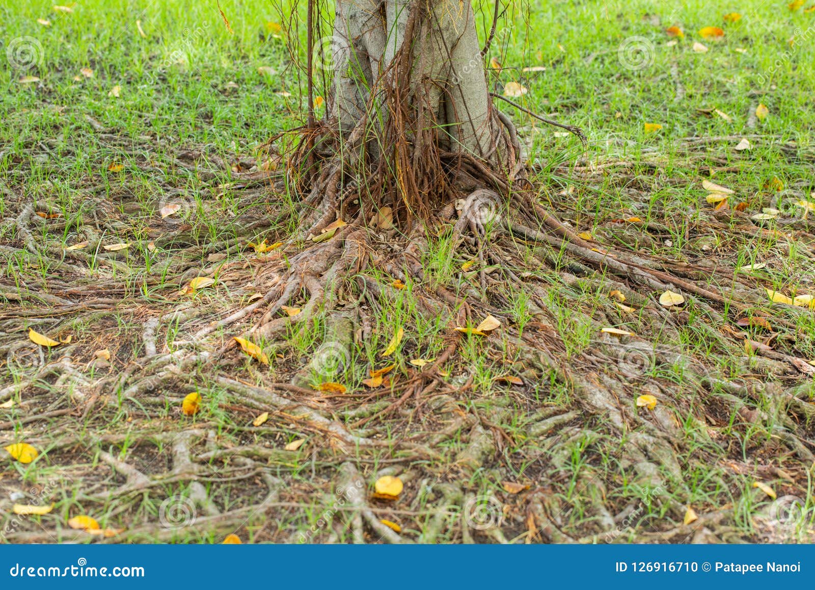 The Tree Has Many Roots on the Ground. Stock Photo - Image of earth ...