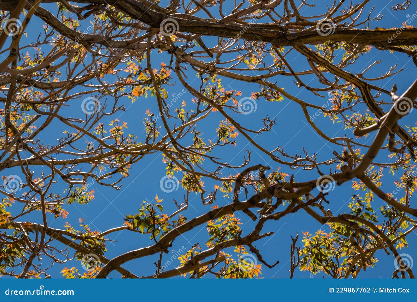 Tree Leaves in Spring stock photo. Image of leaves, plant - 229867762