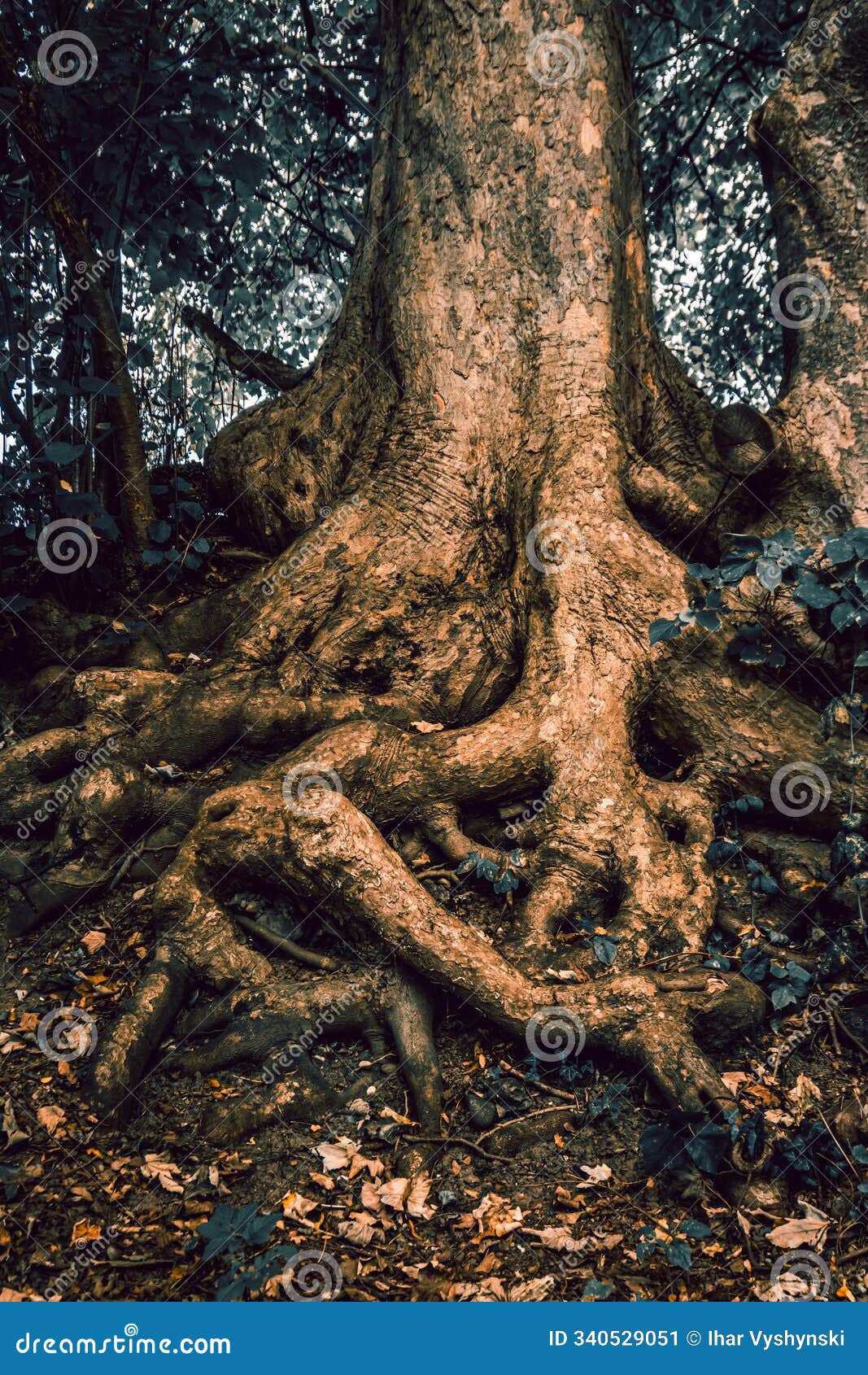 A Tree that Has Roots Which Resemble a Human Face or Figure Stock Image ...