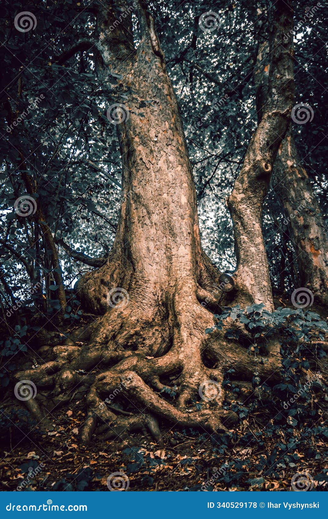 A Tree that Has Roots Which Resemble a Human Face or Figure Stock Photo ...