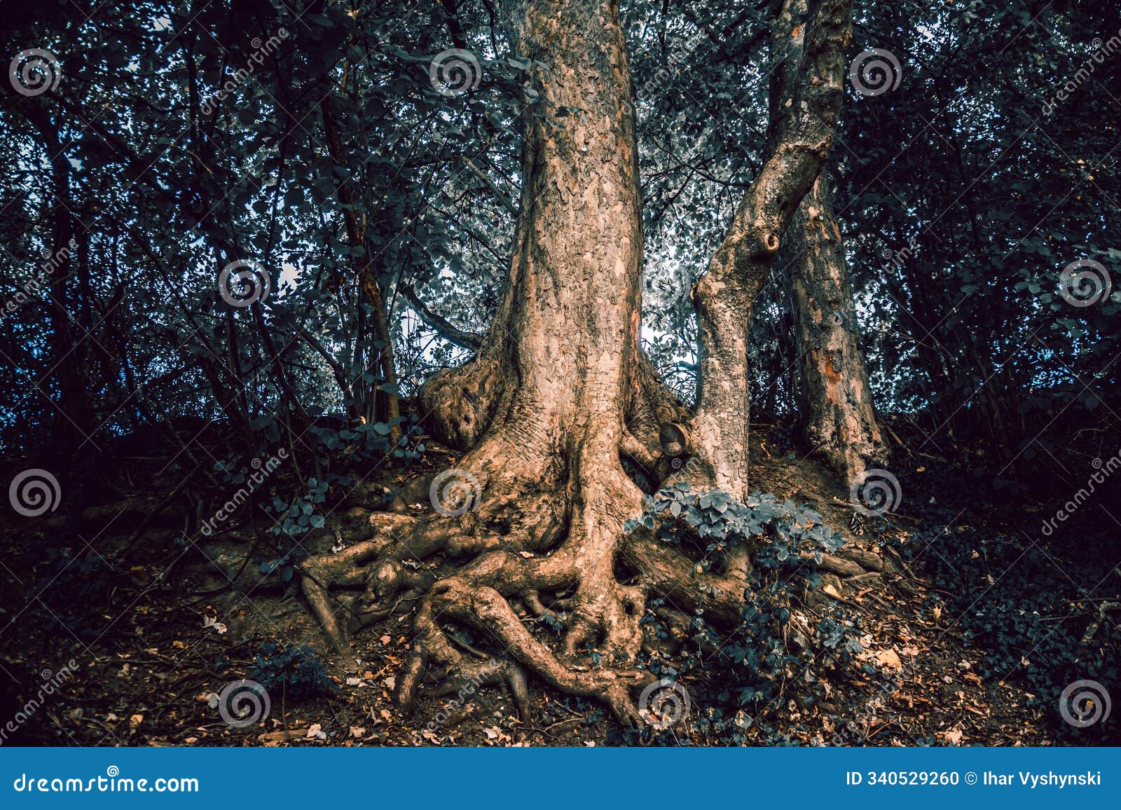 A Tree that Has Roots Which Resemble a Human Face or Figure Stock Photo ...