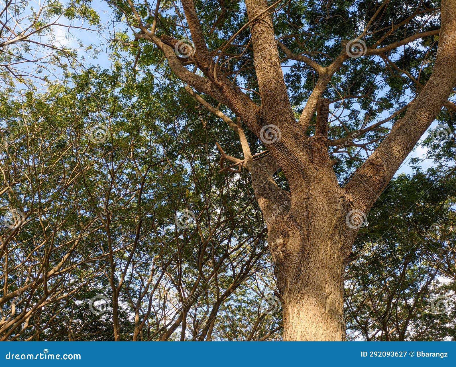 The Tree Has a Strong Trunk and Numerous Twigs and Branches. Stock ...