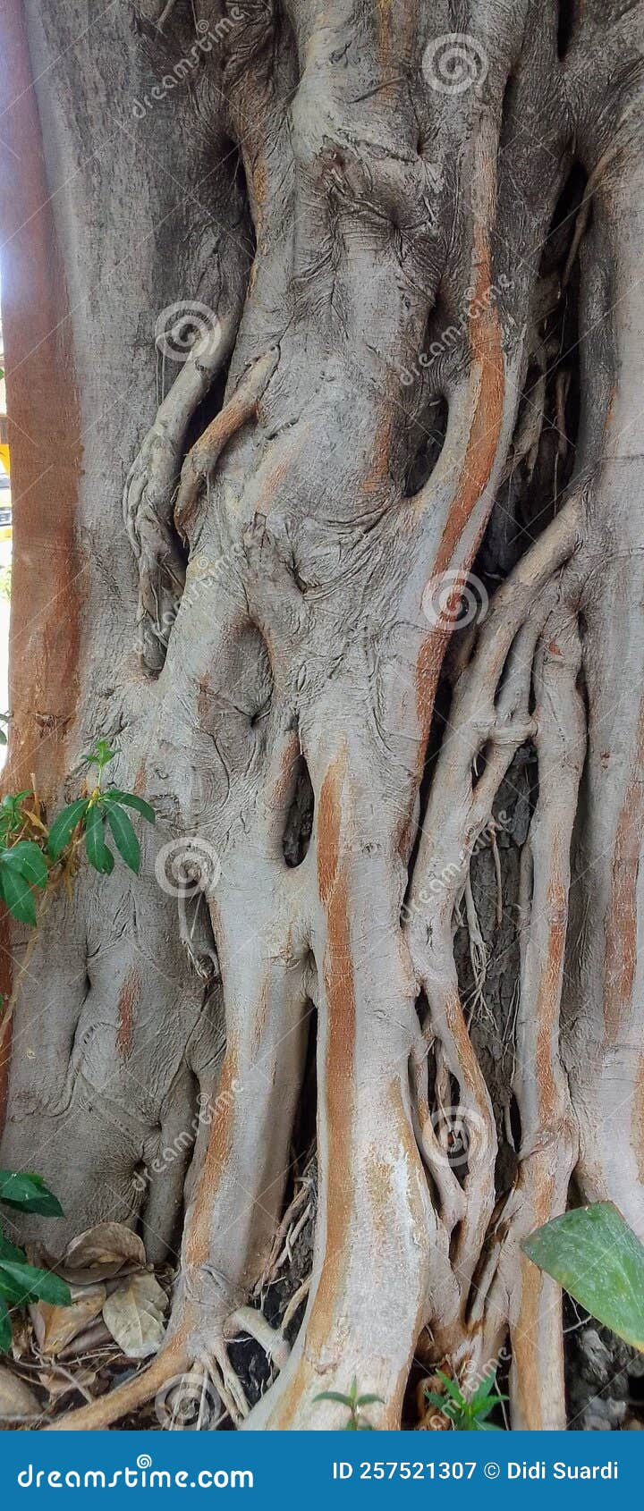 A Tree that Has Unique Roots is Artistic Dan Abstract for Decoration ...
