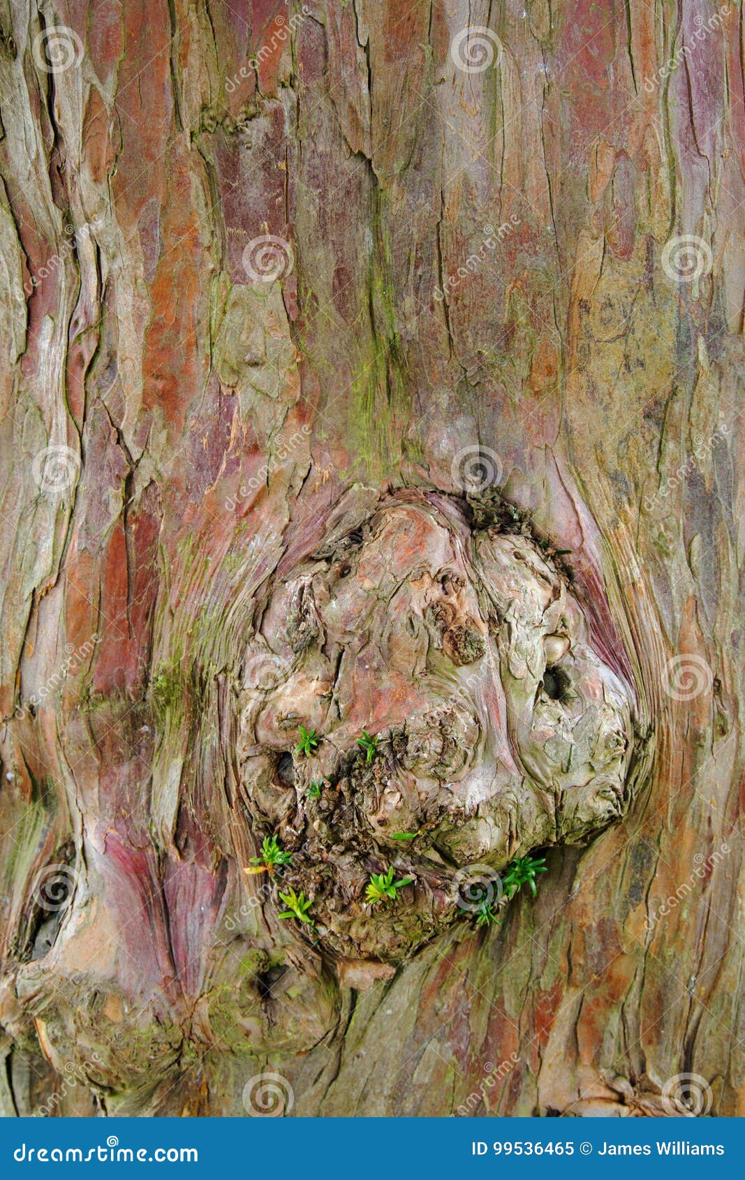 Colourful Tree Bark with a Knot Feature Stock Image - Image of vertical ...