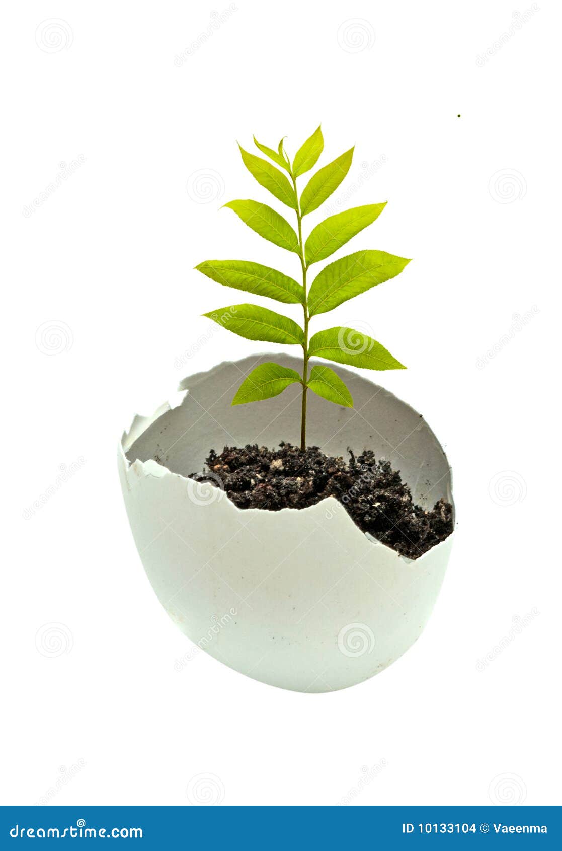 Tree hatching from egg stock photo. Image of white, isolated - 10133104