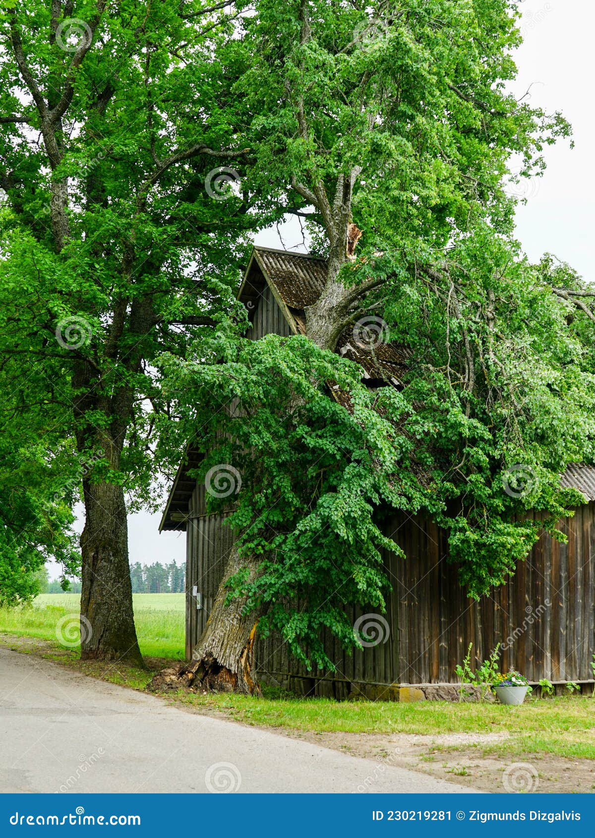 The Tree that Have Fallen on the Roof of the Barn after the Storm and ...