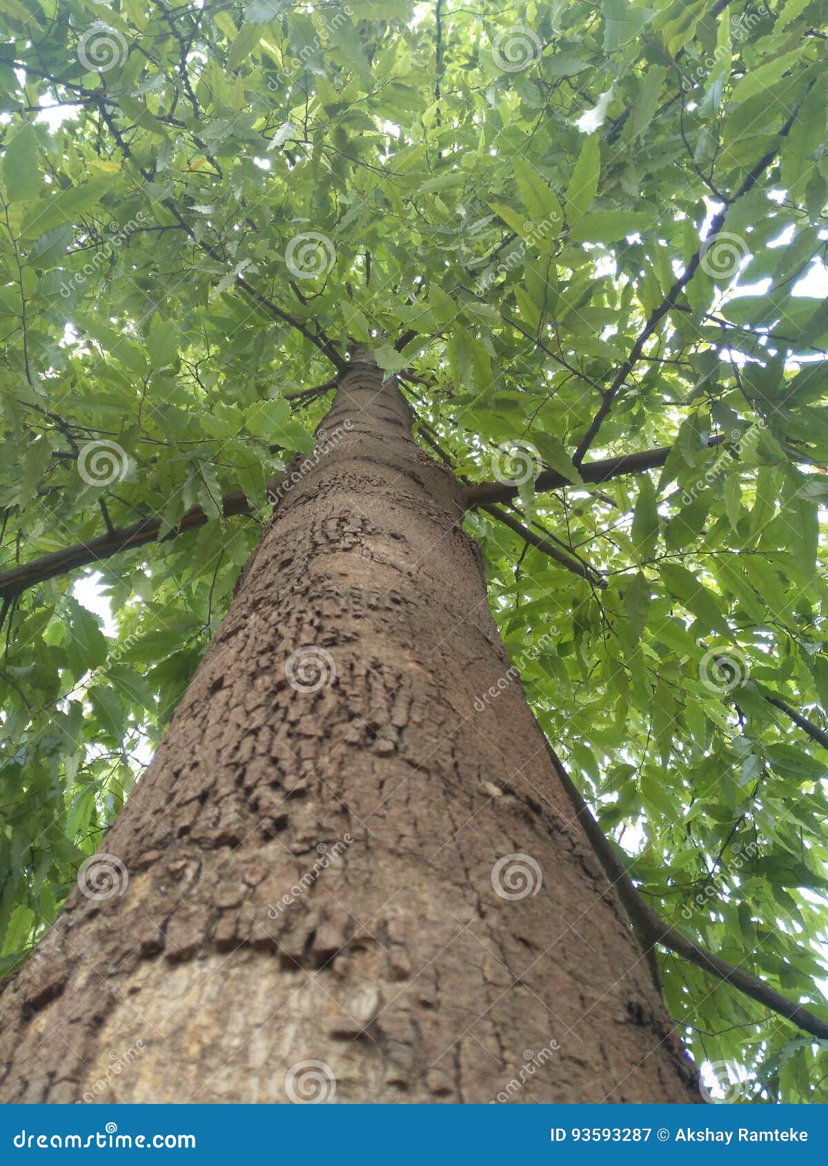 Tree stock image. Image of long, hight, tree, branchre - 93593287