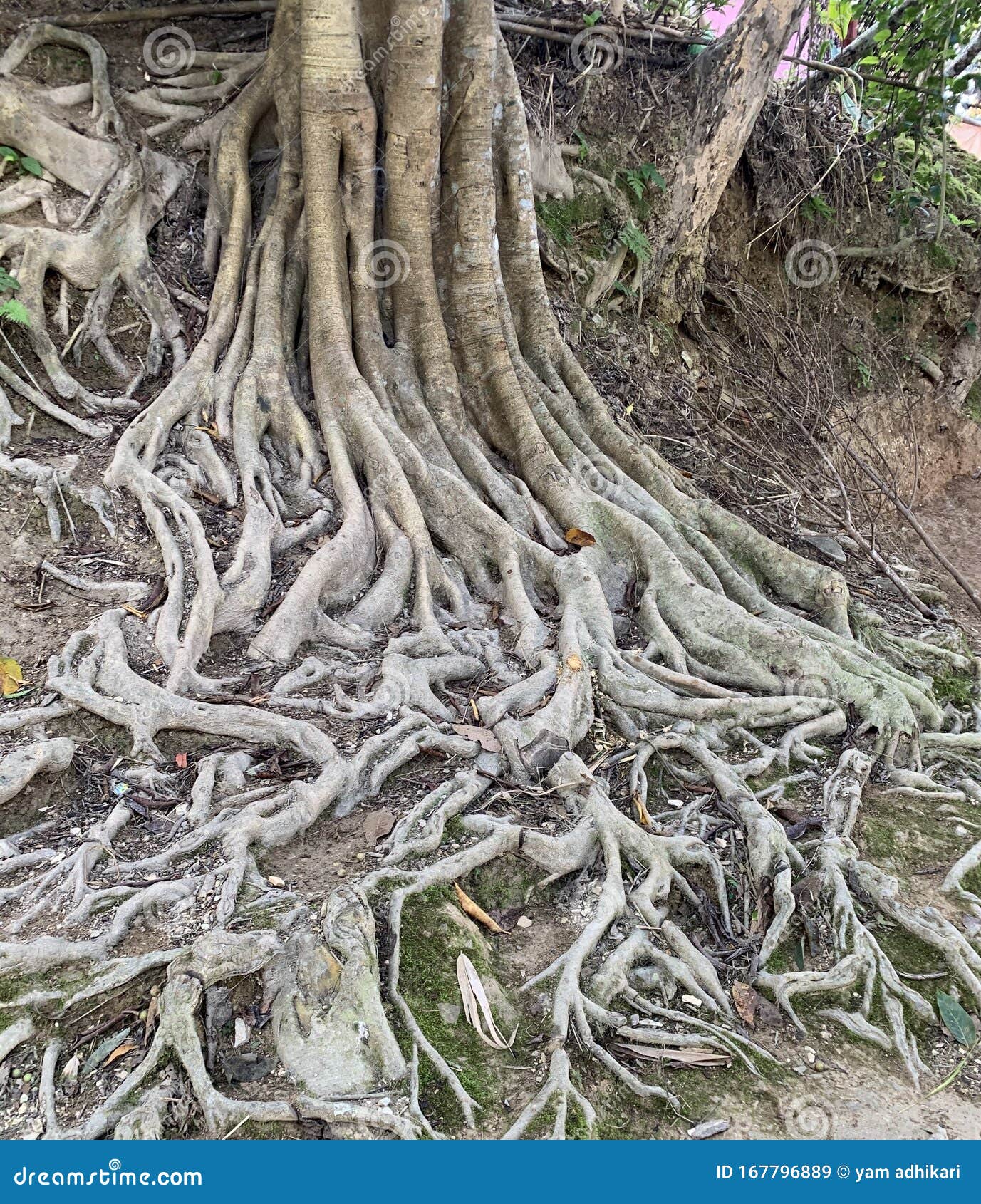 Root of tree stock image. Image of long, tree, grow - 167796889