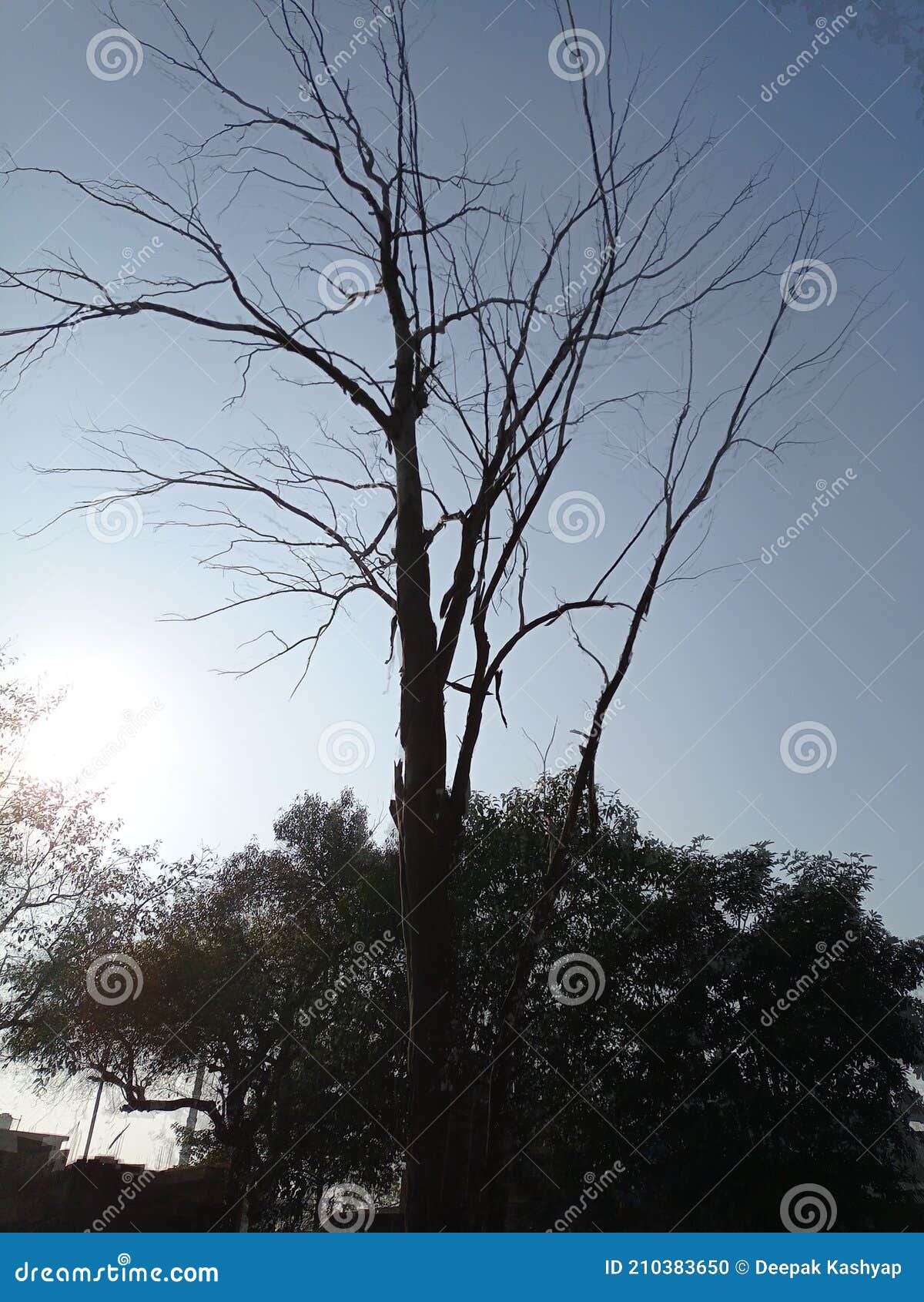 A Tree Have a Many Branches without Leaf Stock Photo - Image of nature ...