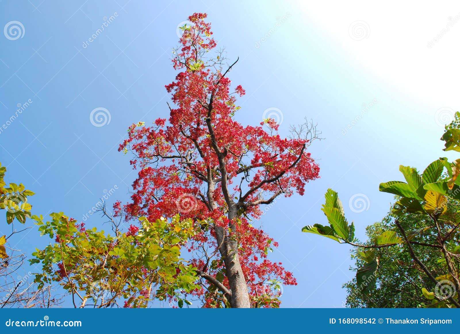 The tree have a red leaves stock photo. Image of outdoor - 168098542