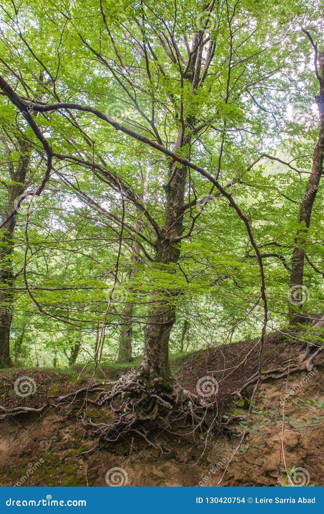 Taking root stock photo. Image of lonely, brown, vigorous - 130420754