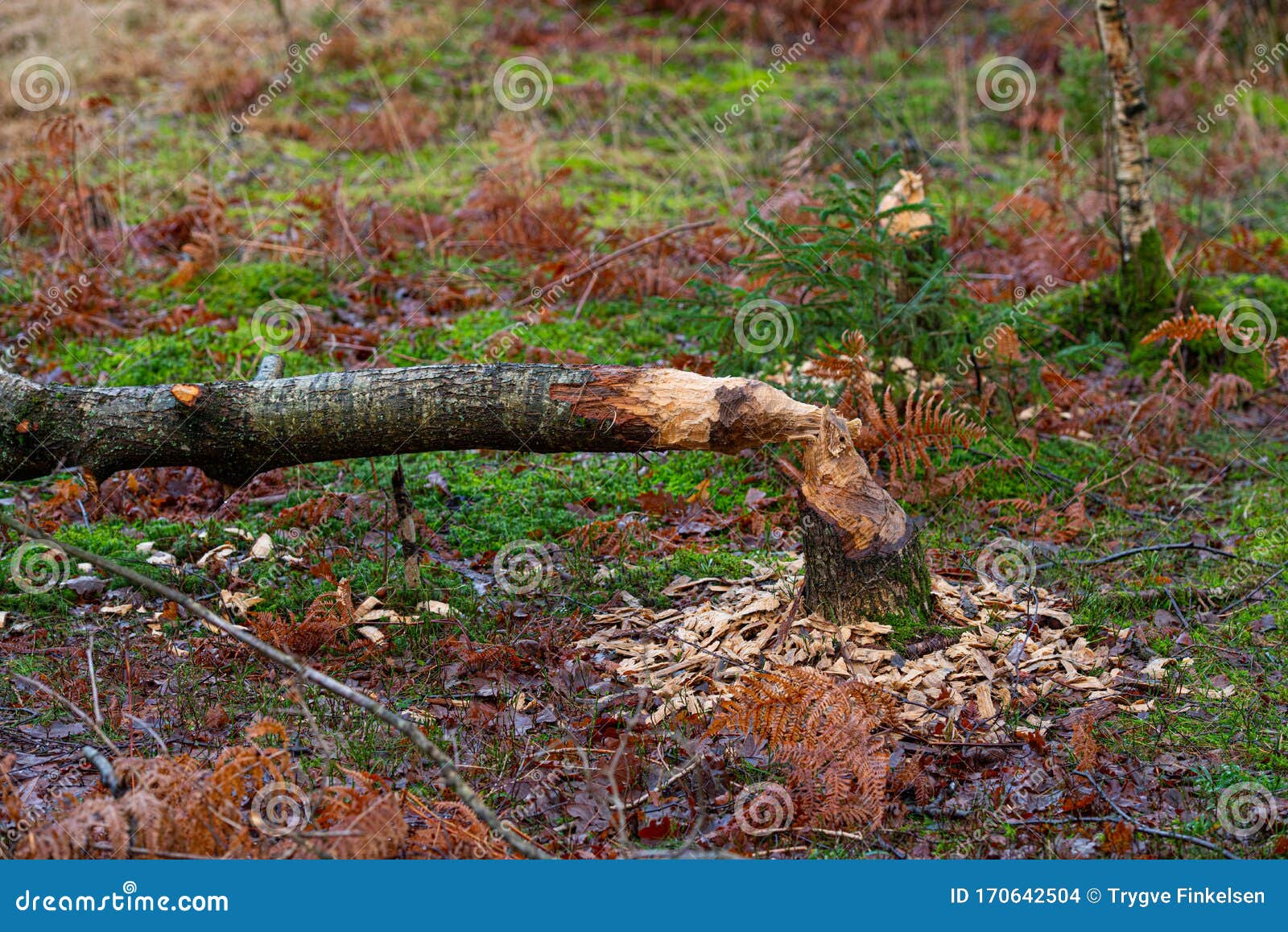 A Tree Having Been Cut Down by a Beaver Stock Photo - Image of green ...