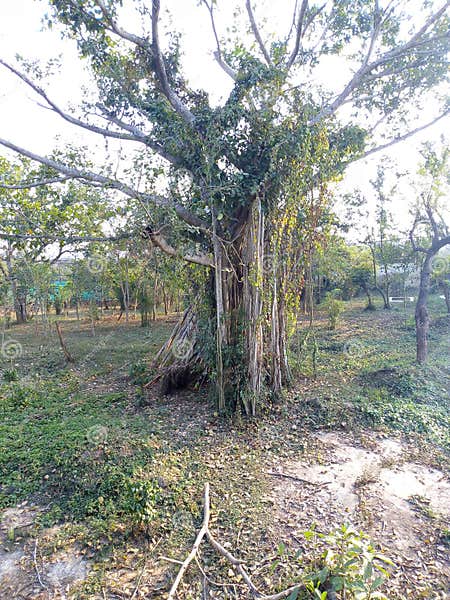 A Tree Having Lotsof Things for Itself Stock Image - Image of tree ...