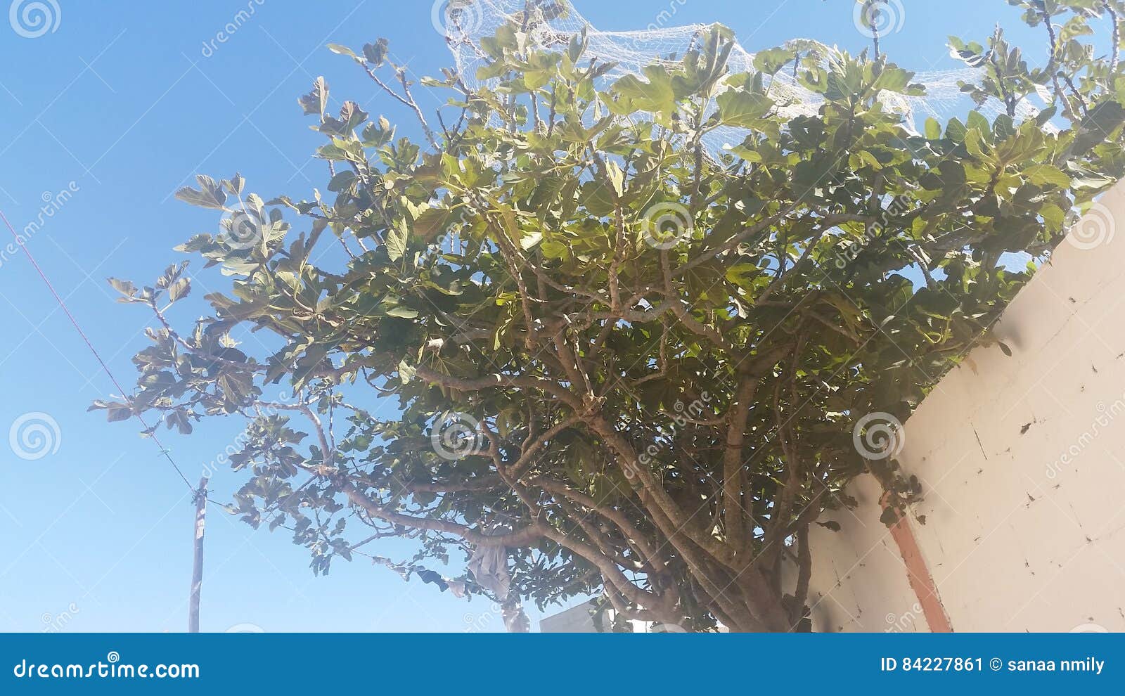 Tree stock image. Image of tangier, hawara, tree, house - 84227861