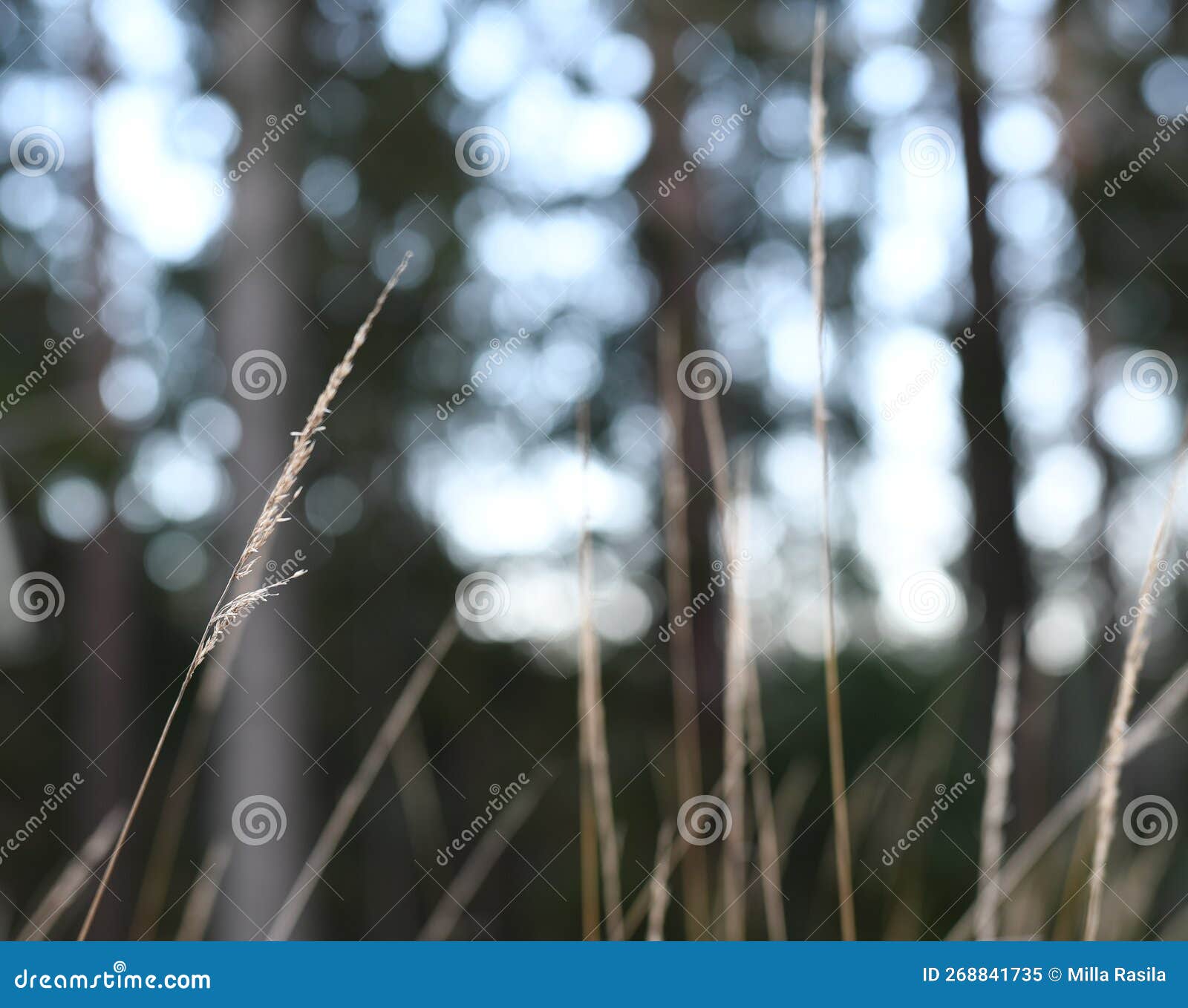 Tree and hay stock image. Image of forest, green, winter - 268841735
