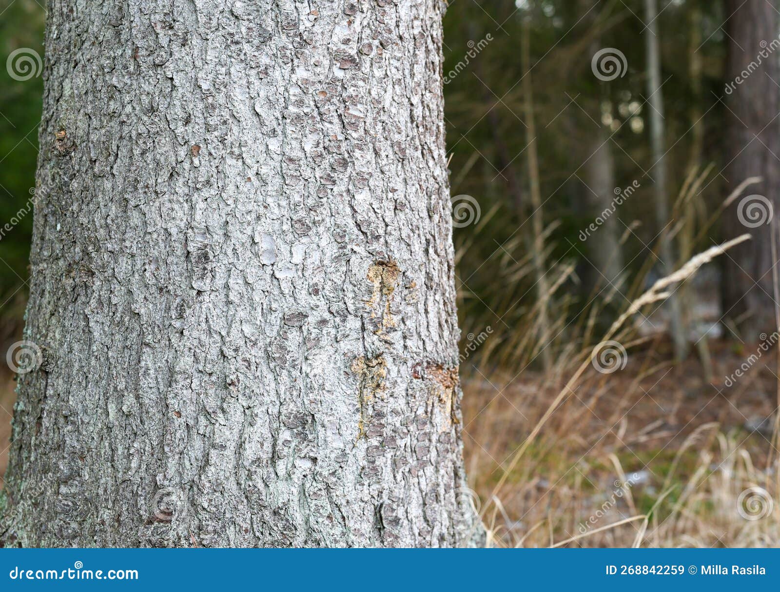 Tree and hay stock image. Image of plant, green, wind - 268842259