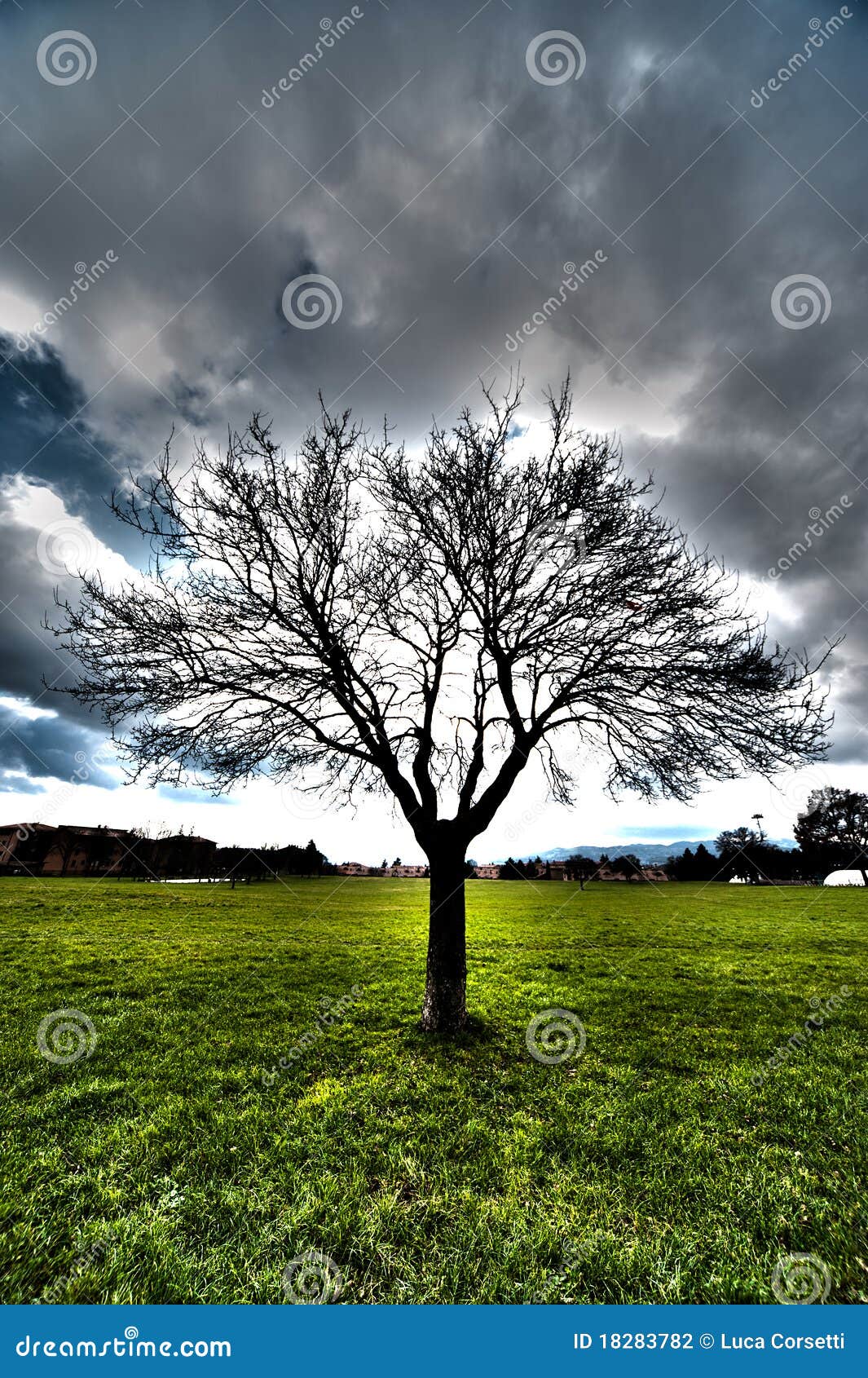 Tree hdr stock photo. Image of beautiful, sunrise, cloudy - 18283782