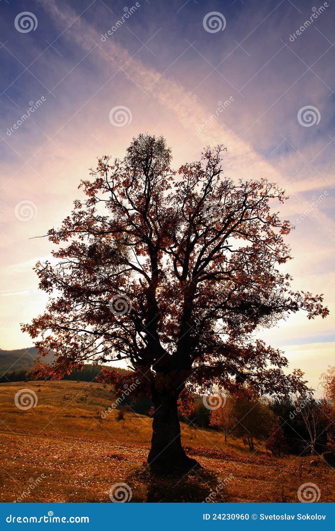 Tree hdr picture stock photo. Image of blue, nature, travel - 24230960