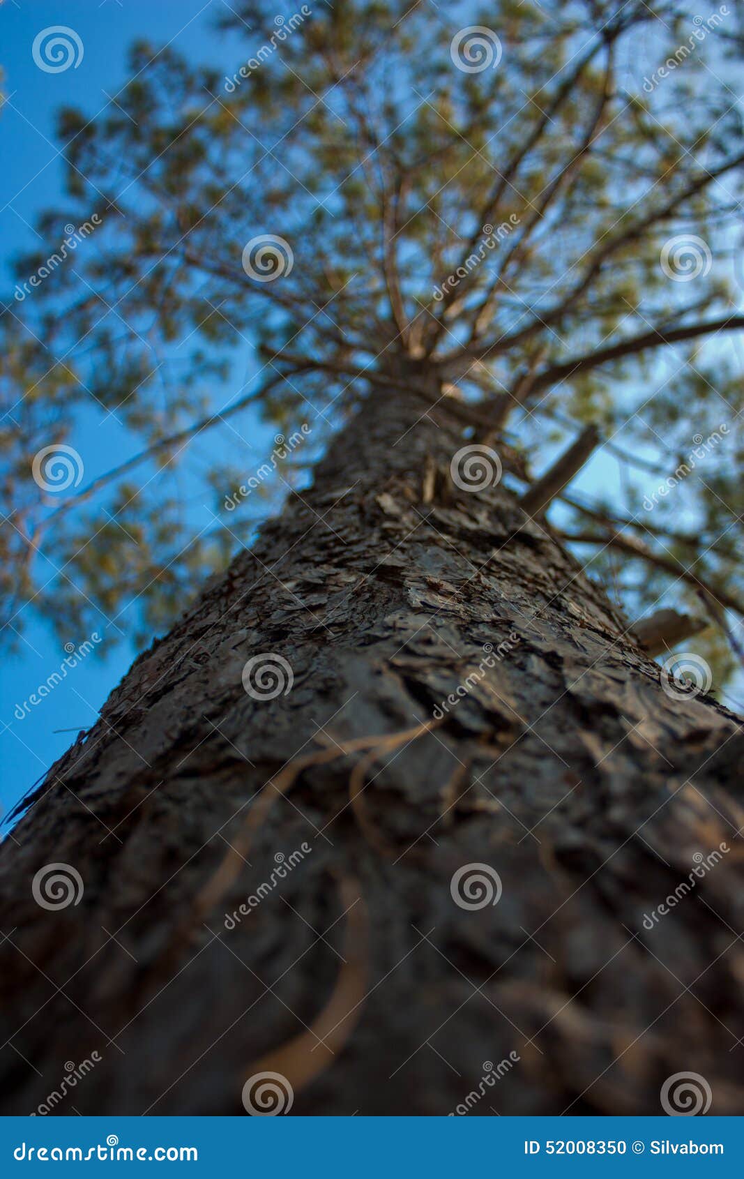 Tree Head-Up View stock photo. Image of branches, autumn - 52008350