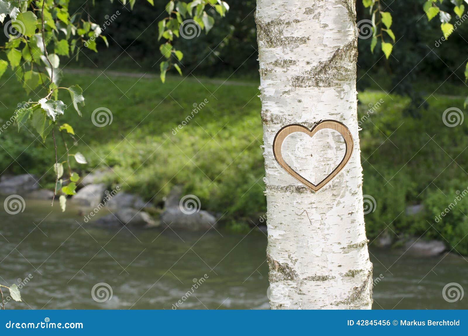 Tree with Heart Carved in on River Side Stock Photo - Image of forever ...
