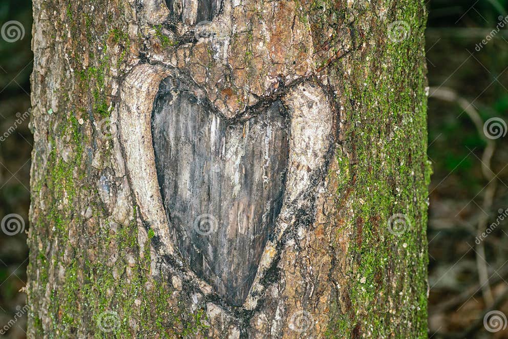 Tree Heart Carving stock photo. Image of background, nature - 93314712