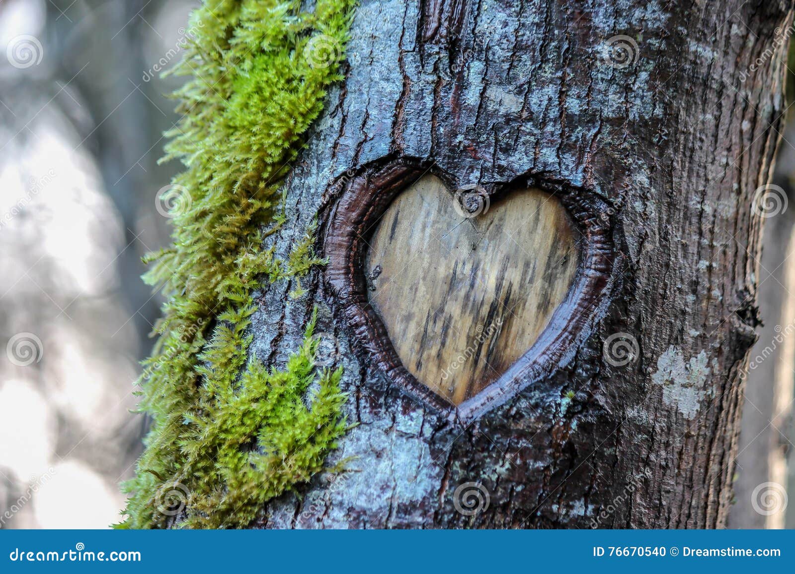 Tree Heart stock photo. Image of tree, valentine, wedding - 76670540