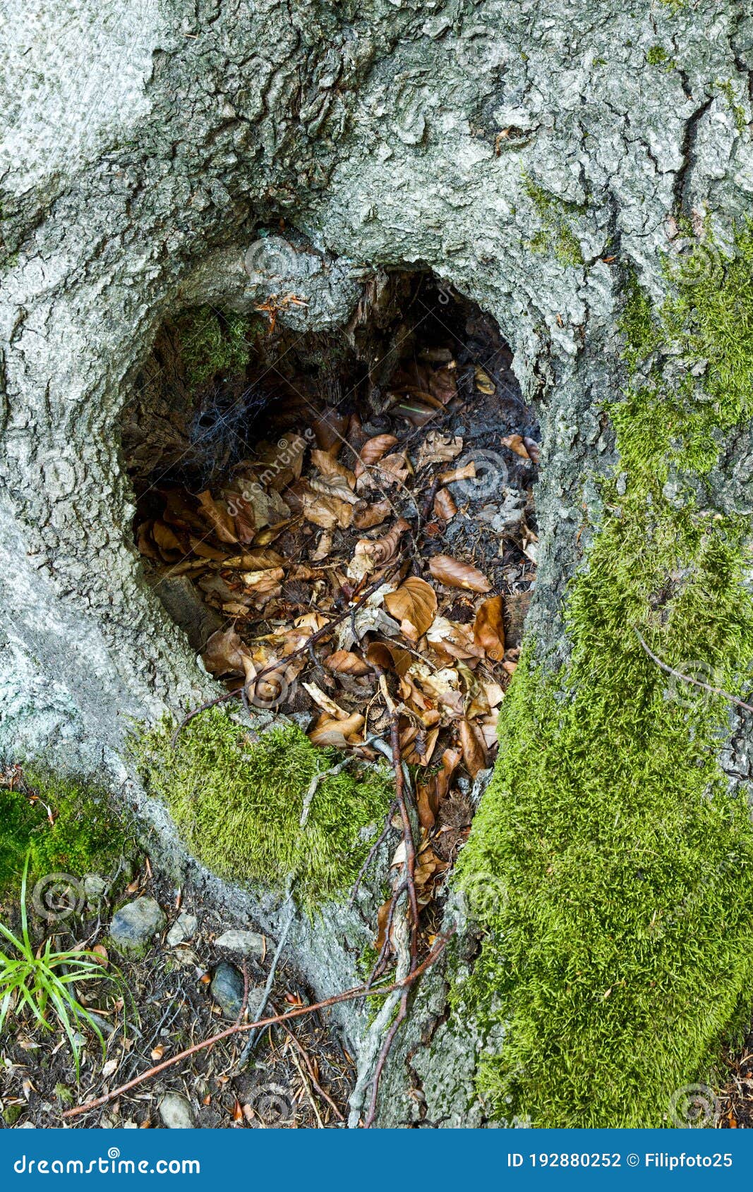 Tree heart stock photo. Image of heart, natural, shaped - 192880252