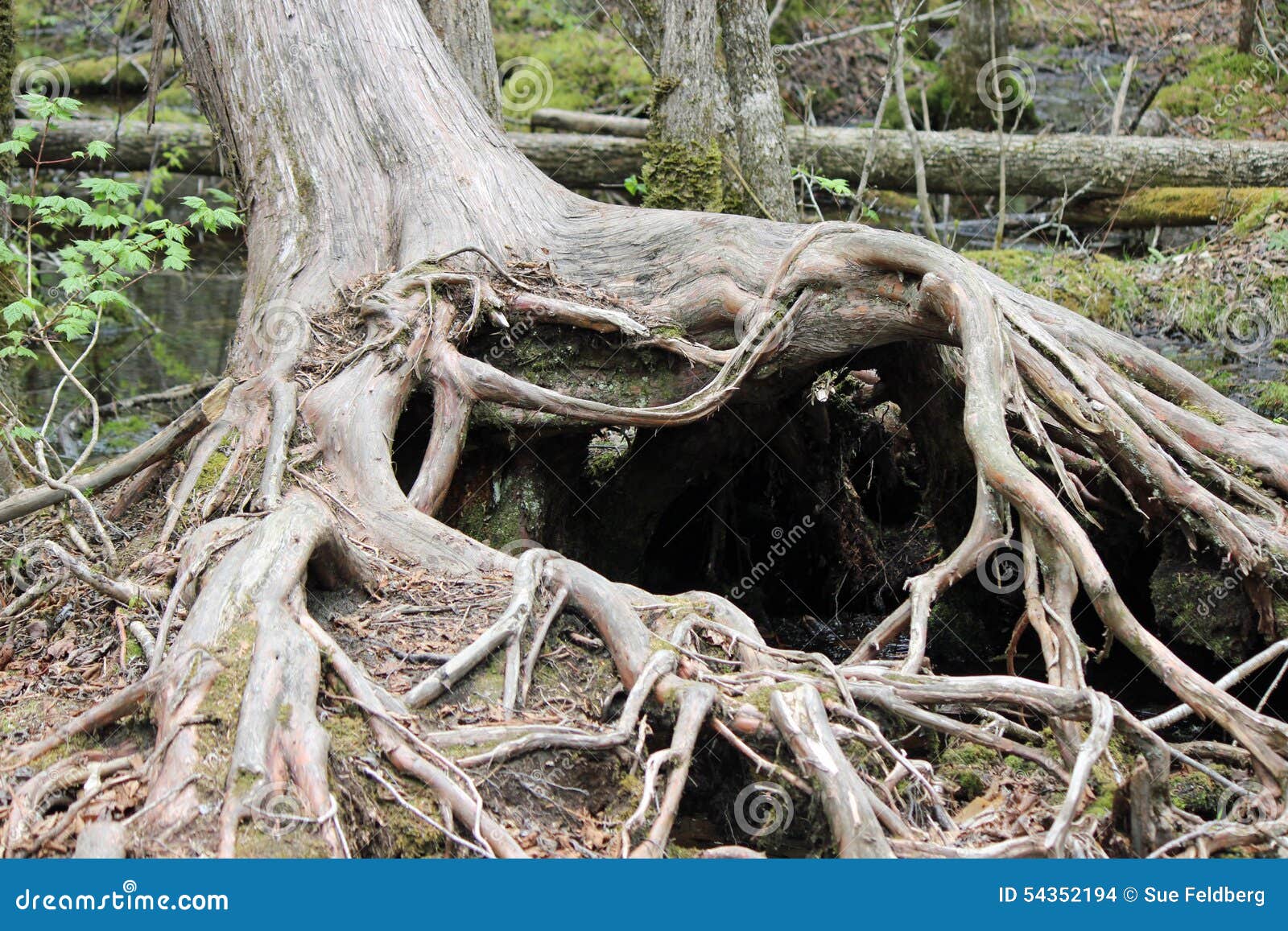Tree Heart stock photo. Image of natural, plant, romance - 54352194