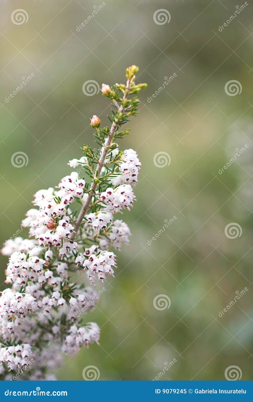 Tree heath stock image. Image of tree, flower, plant, erica - 9079245