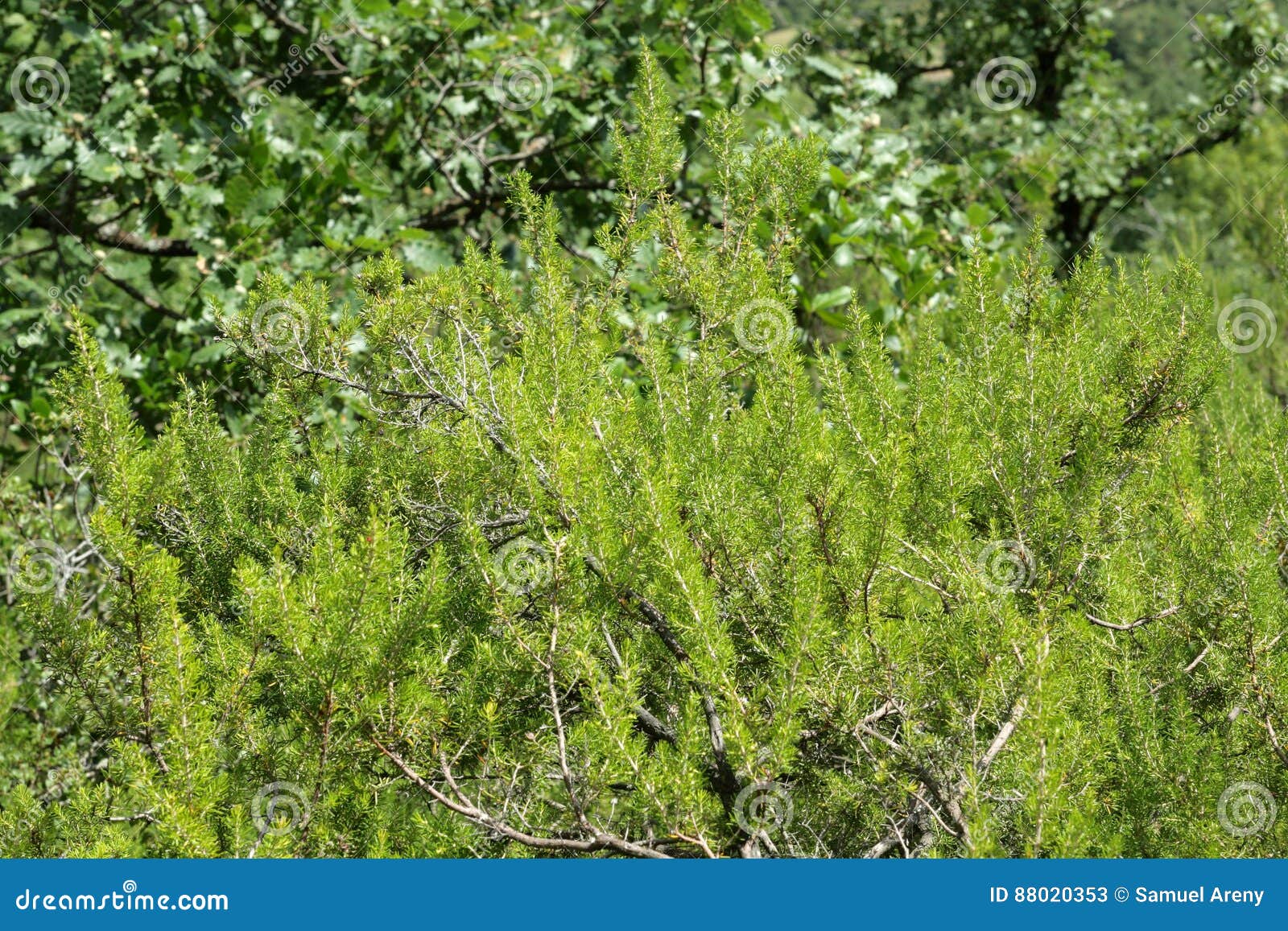 Tree heath stock image. Image of spring, branch, shrub - 88020353
