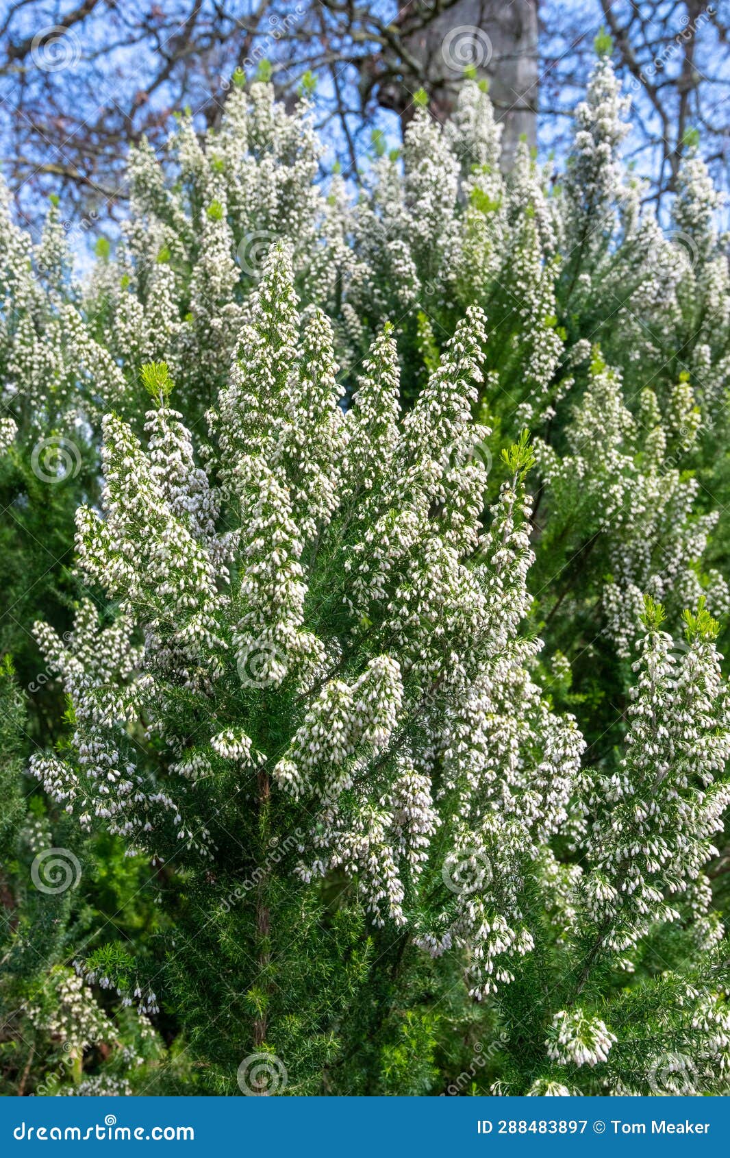 Tree Heather (erica Arborea) Tree Stock Image - Image of beauty, bush ...