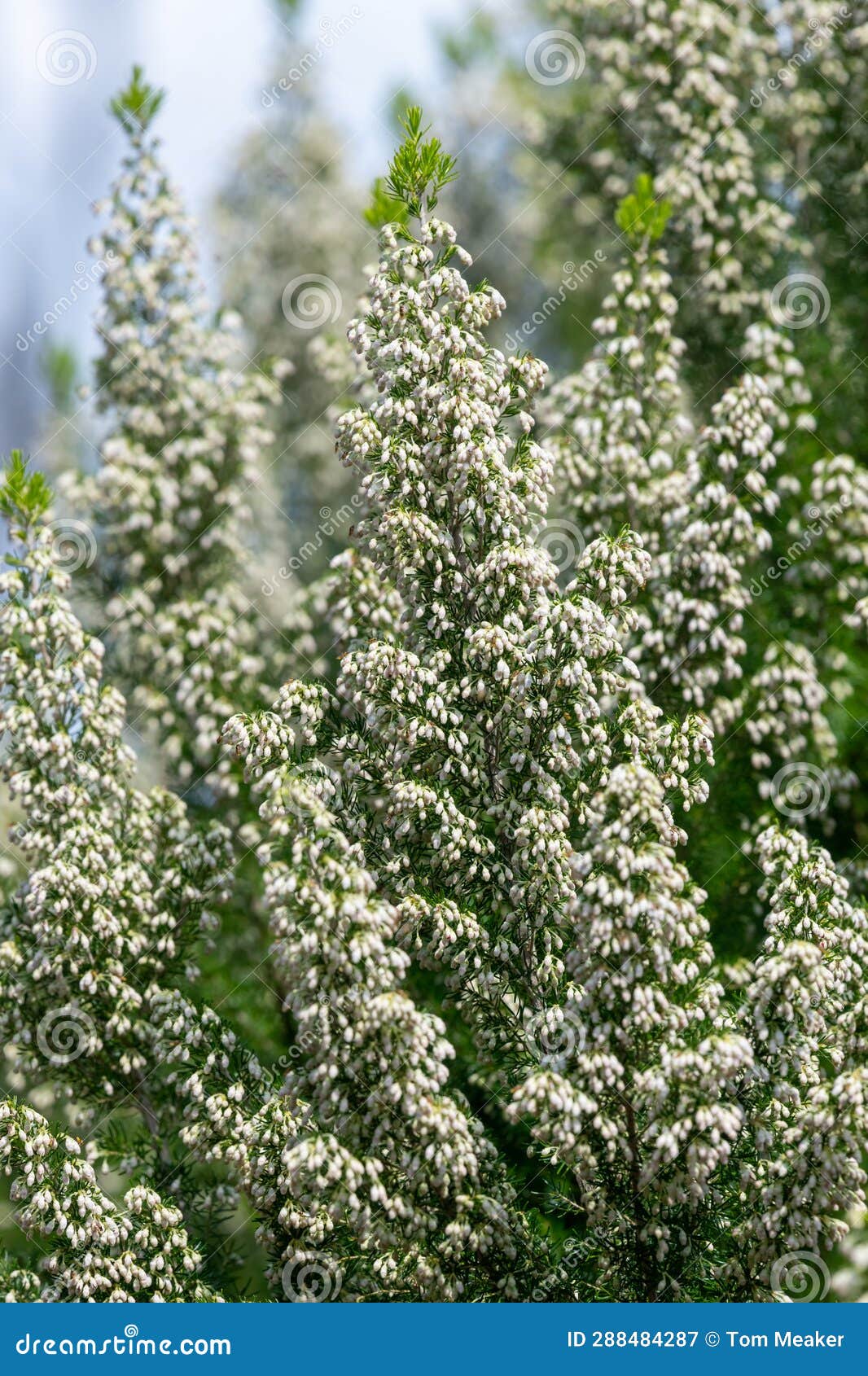 Tree Heather (erica Arborea) Tree Stock Image - Image of arborea, color ...