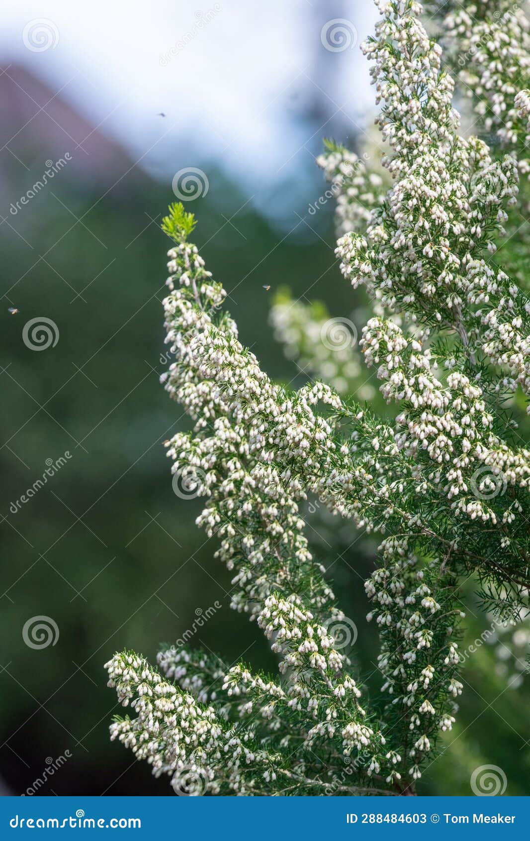 Tree Heather (erica Arborea) Tree Stock Image - Image of floral ...