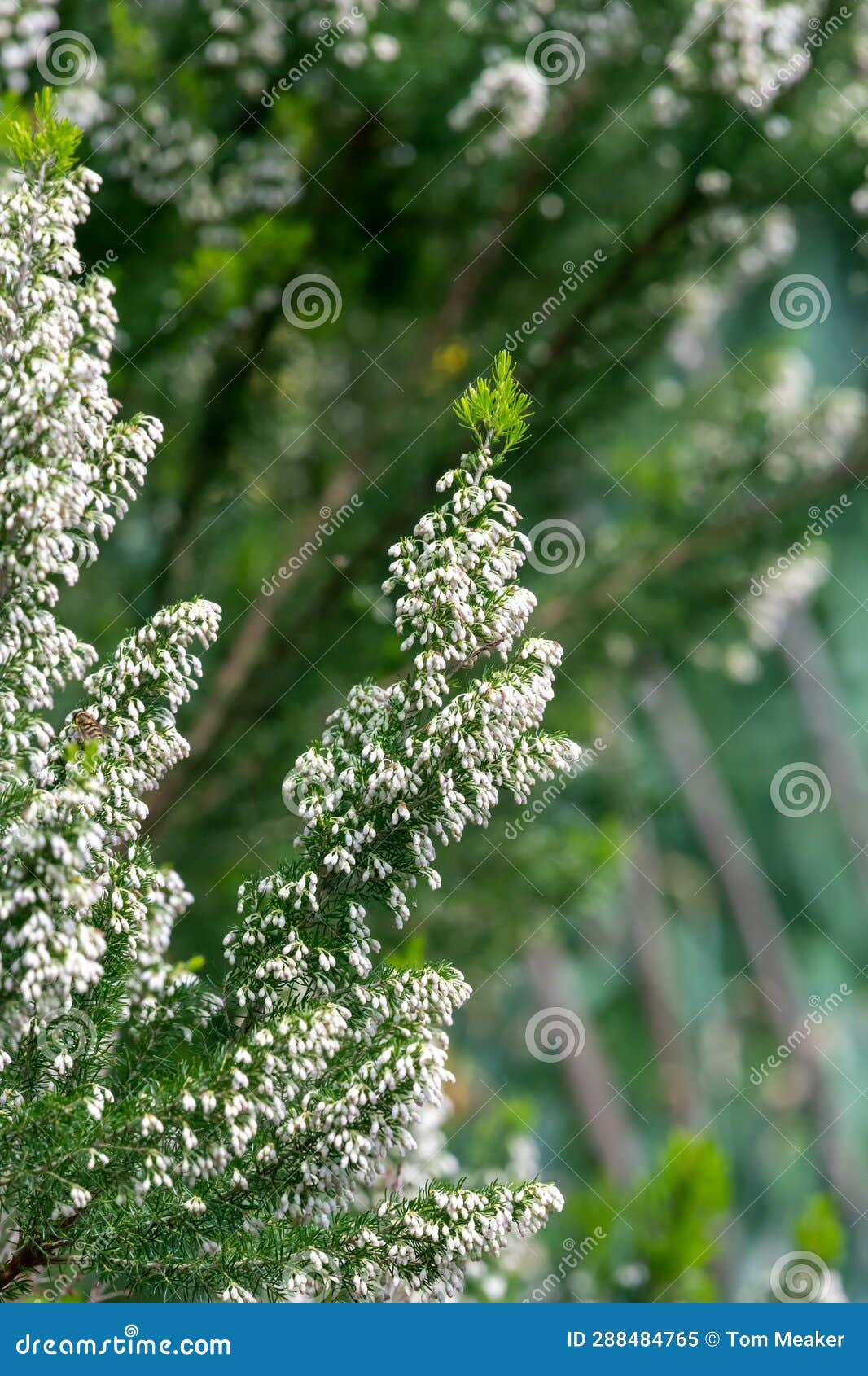 Tree Heather (erica Arborea) Tree Stock Image - Image of erica, white ...