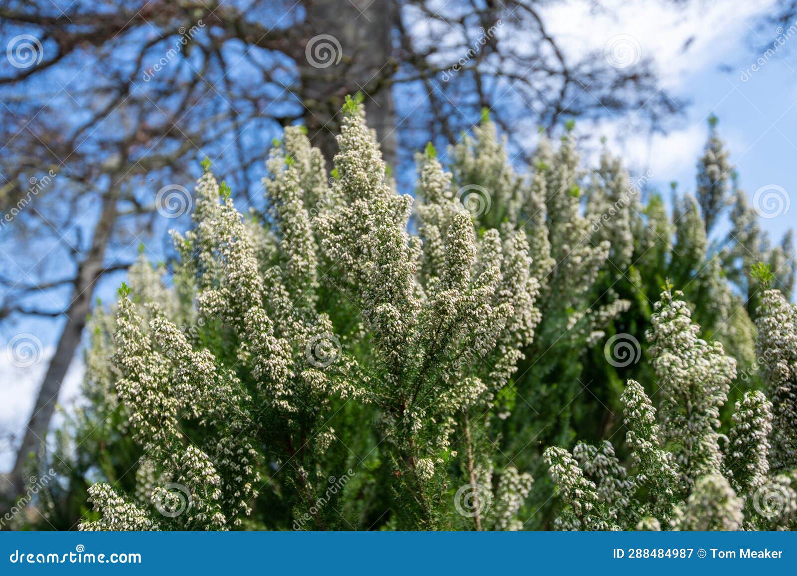 Tree Heather (erica Arborea) Tree Stock Image - Image of beautiful ...