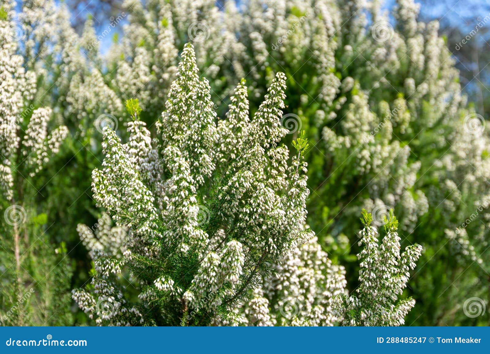Tree Heather (erica Arborea) Tree Stock Image - Image of environment ...