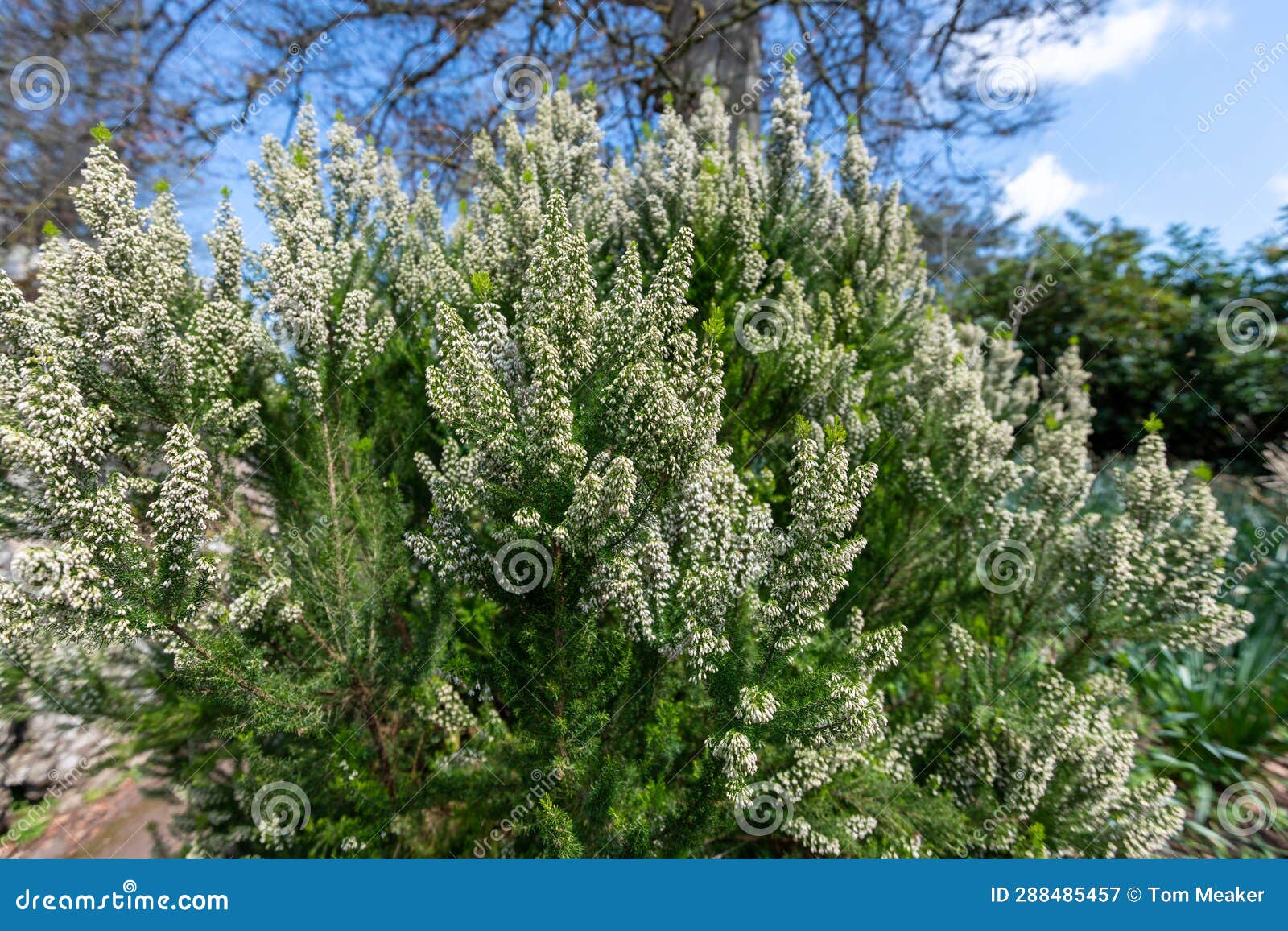 Erica Erica Arborea, Mammosa, Lusitanica, Tetralix - Flower In The ...