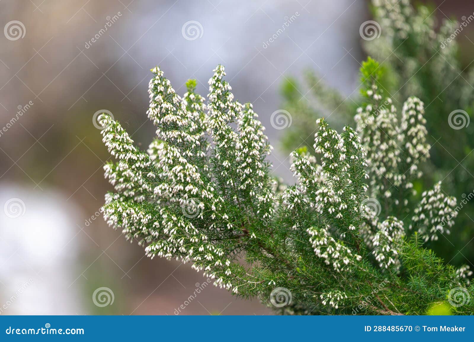 Tree Heather (erica Arborea) Tree Stock Photo - Image of natural ...