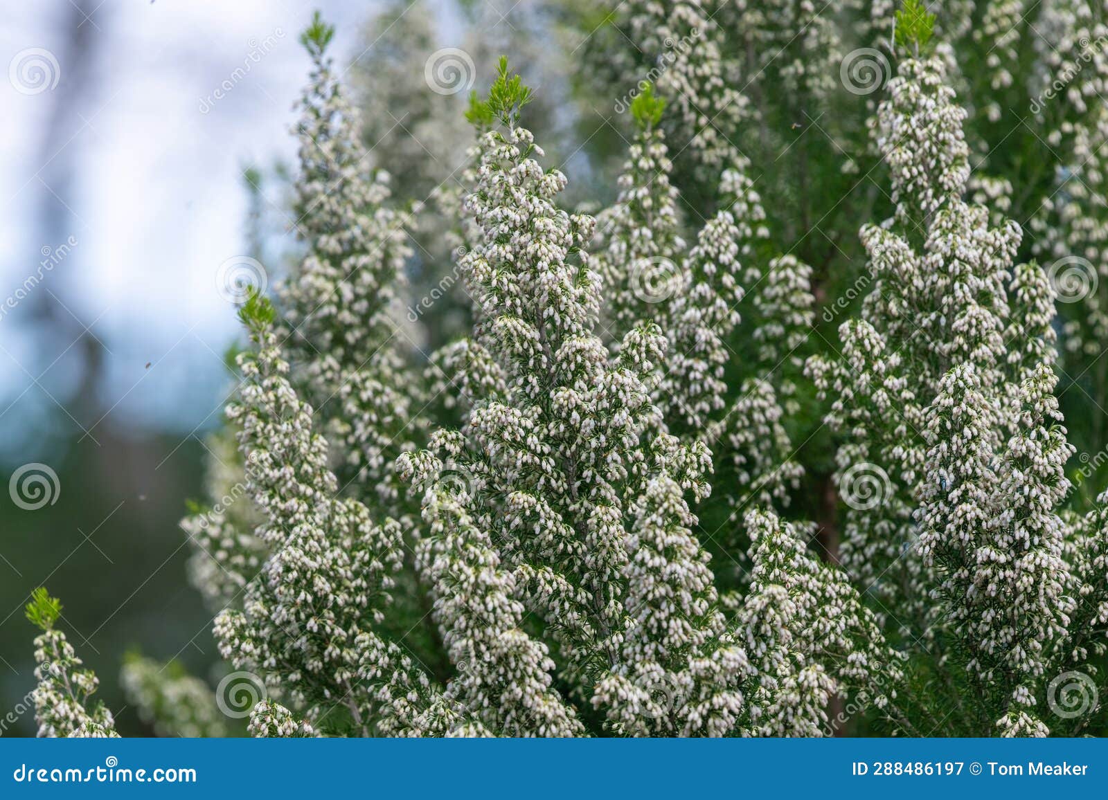 Tree Heather (erica Arborea) Tree Stock Image - Image of flora ...