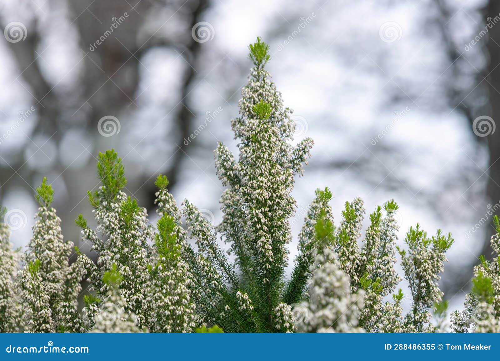 Tree Heather (erica Arborea) Tree Stock Image - Image of environment ...