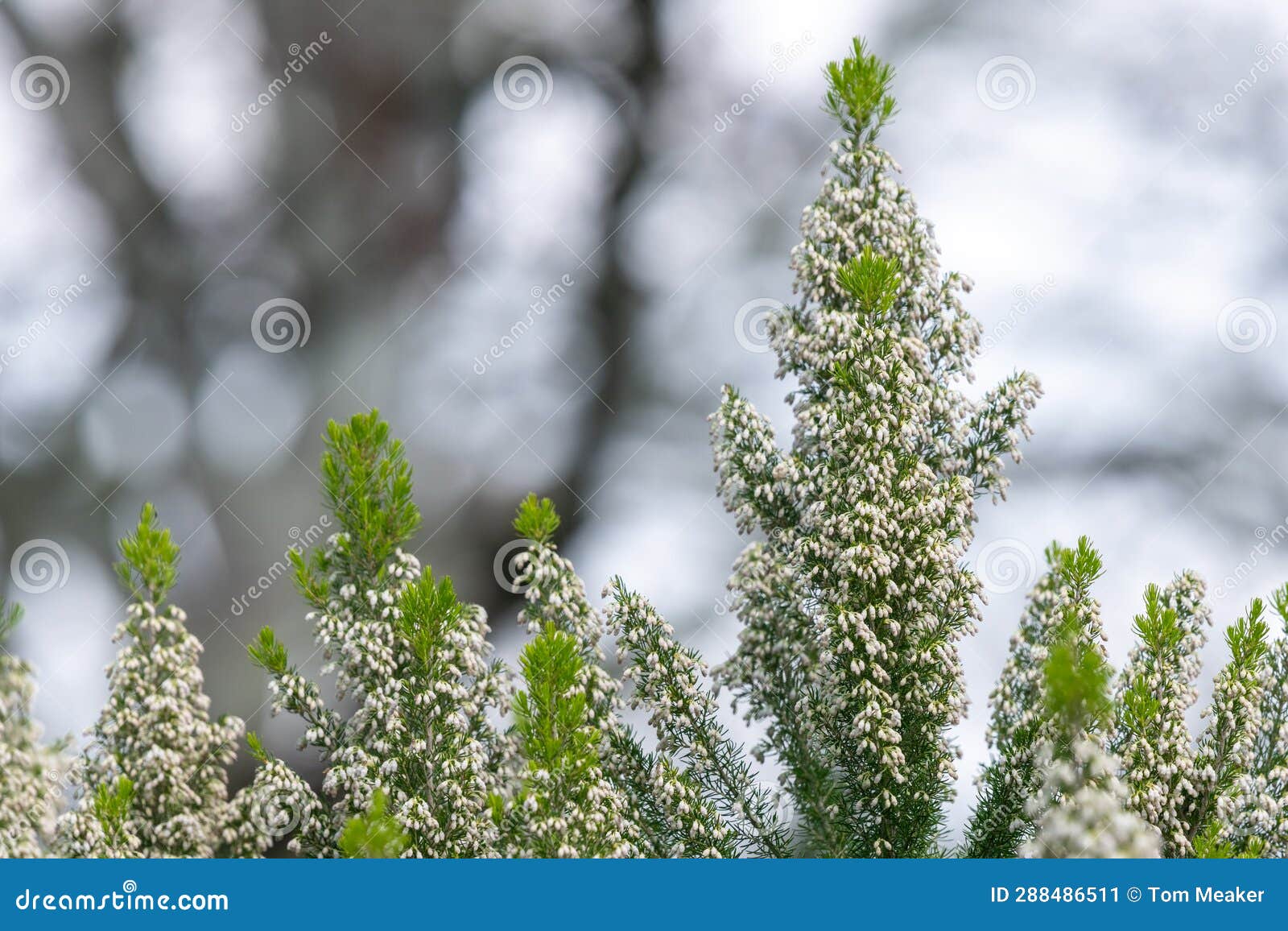 Tree Heather (erica Arborea) Tree Stock Image - Image of shrub ...