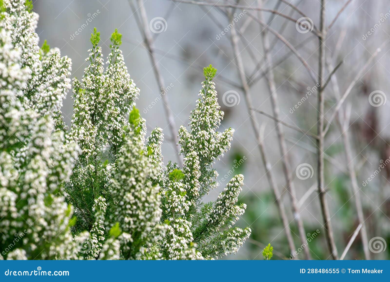 Tree Heather (erica Arborea) Tree Stock Image - Image of bush, plant ...