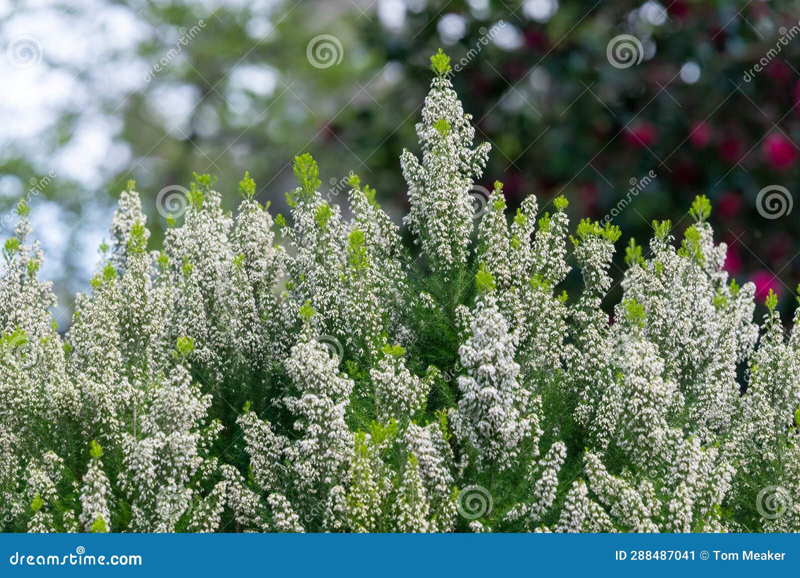 Tree Heather (erica Arborea) Tree Stock Image - Image of flowers ...