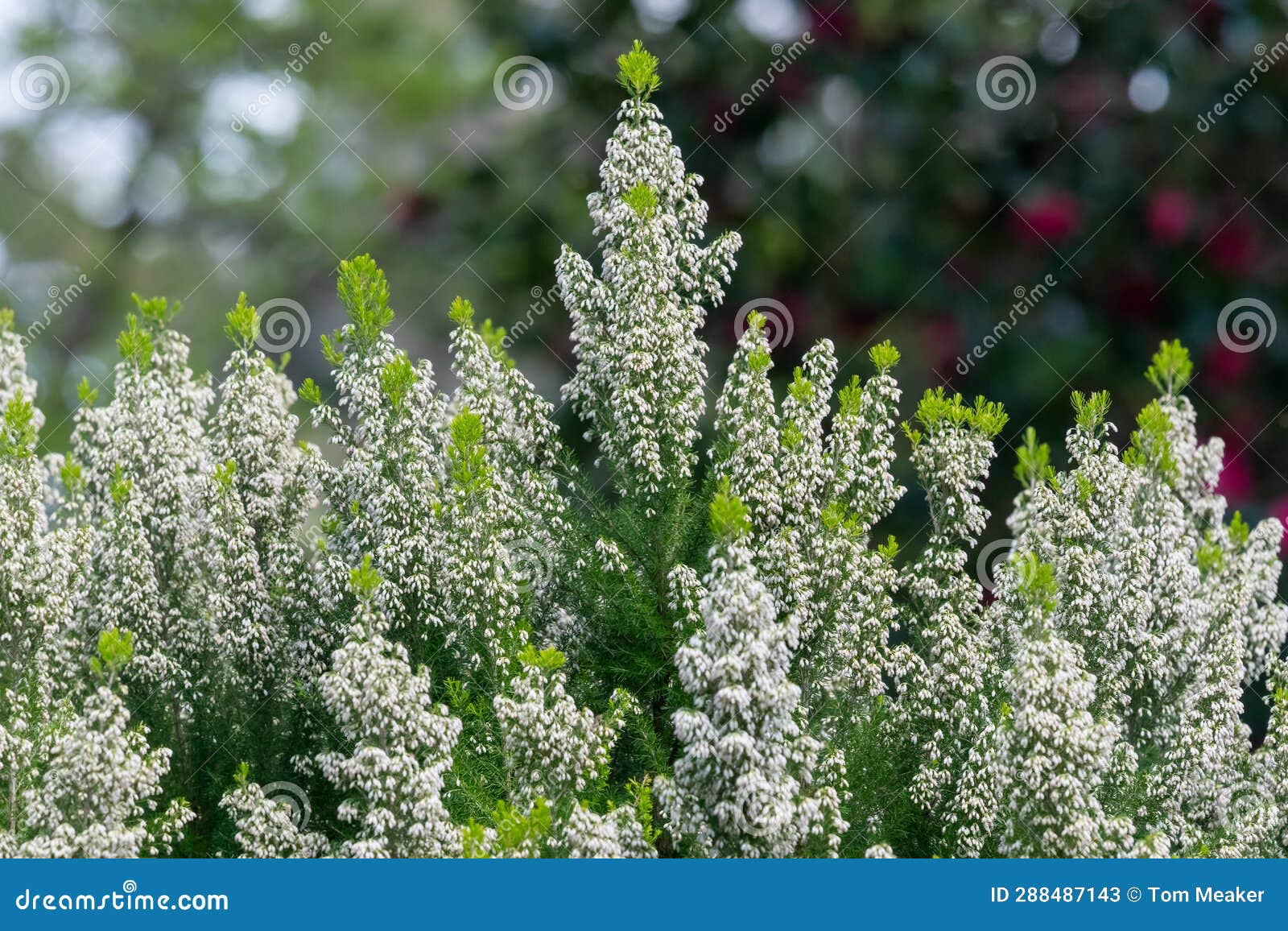 Tree Heather (erica Arborea) Tree Stock Image - Image of floral, close ...